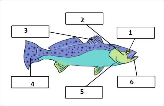 Naming The Parts Of A Fish TRASH Worksheet From EdPlace